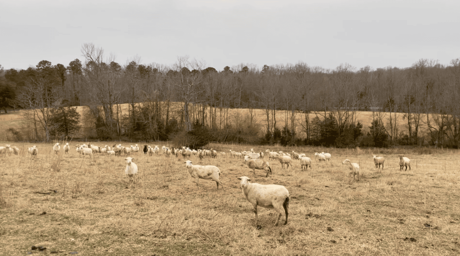 Virginia is Losing Farmland at a Record Pace » Virginia's United Land ...